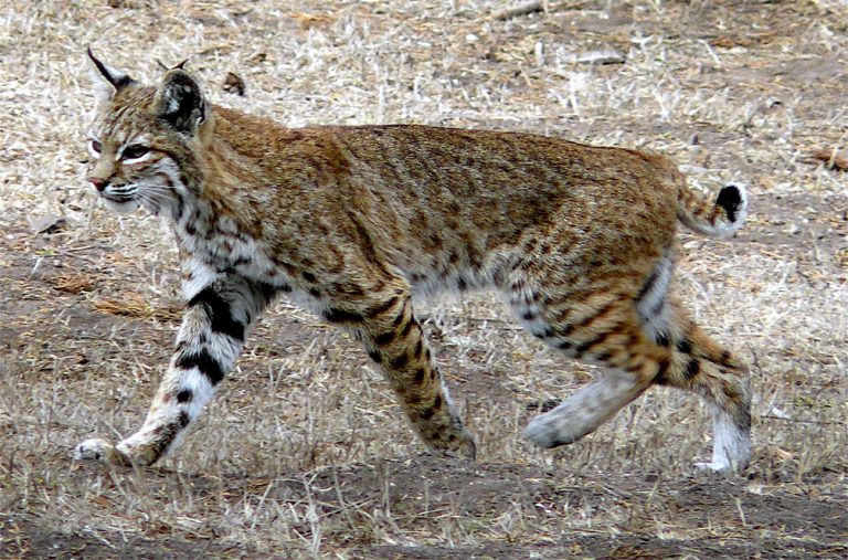 Western States Bobcat Project - Safari Club International Foundation