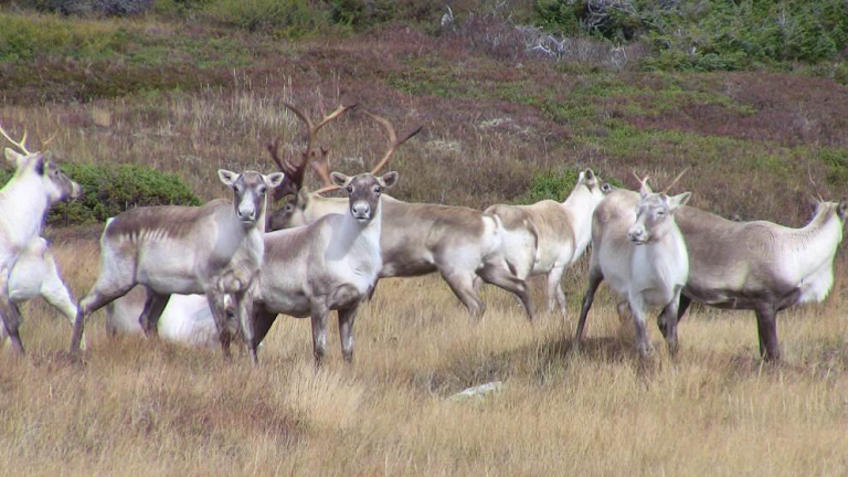 Newfoundland Woodland Caribou - Safari Club International Foundation