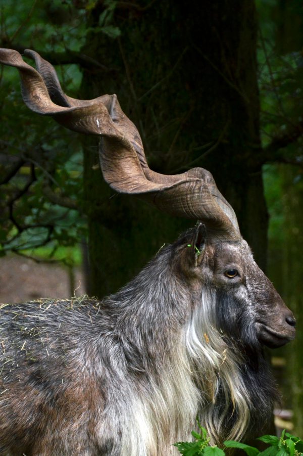 Community-based Conservation of Markhor in Pakistan - Safari Club ...