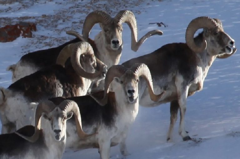 Abundance and Population characteristics of Tajikistan Argali - Safari ...