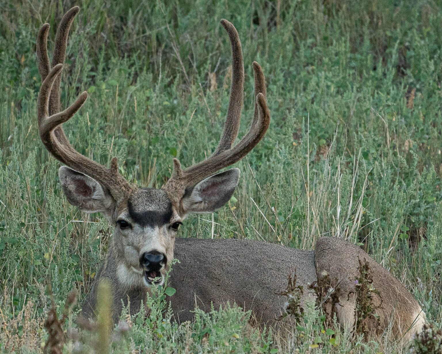 Research Shows Deer Hunters Can Help Manage Chronic Wasting Disease ...