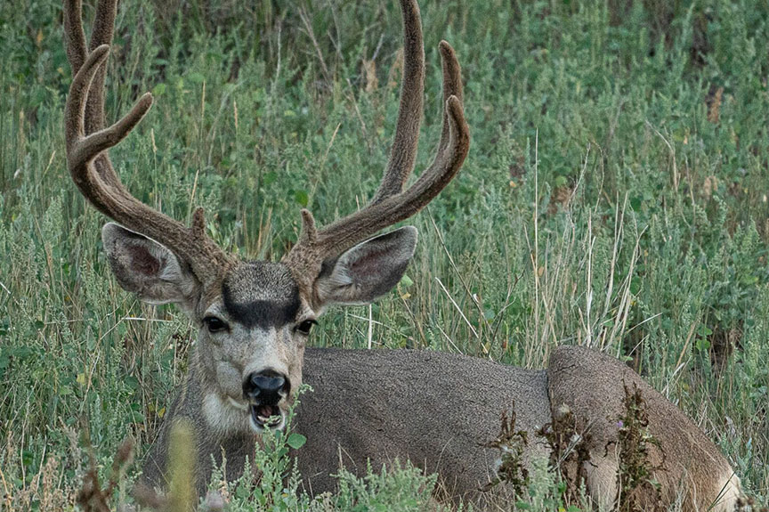 Research Shows Deer Hunters Can Help Manage Chronic Wasting Disease ...