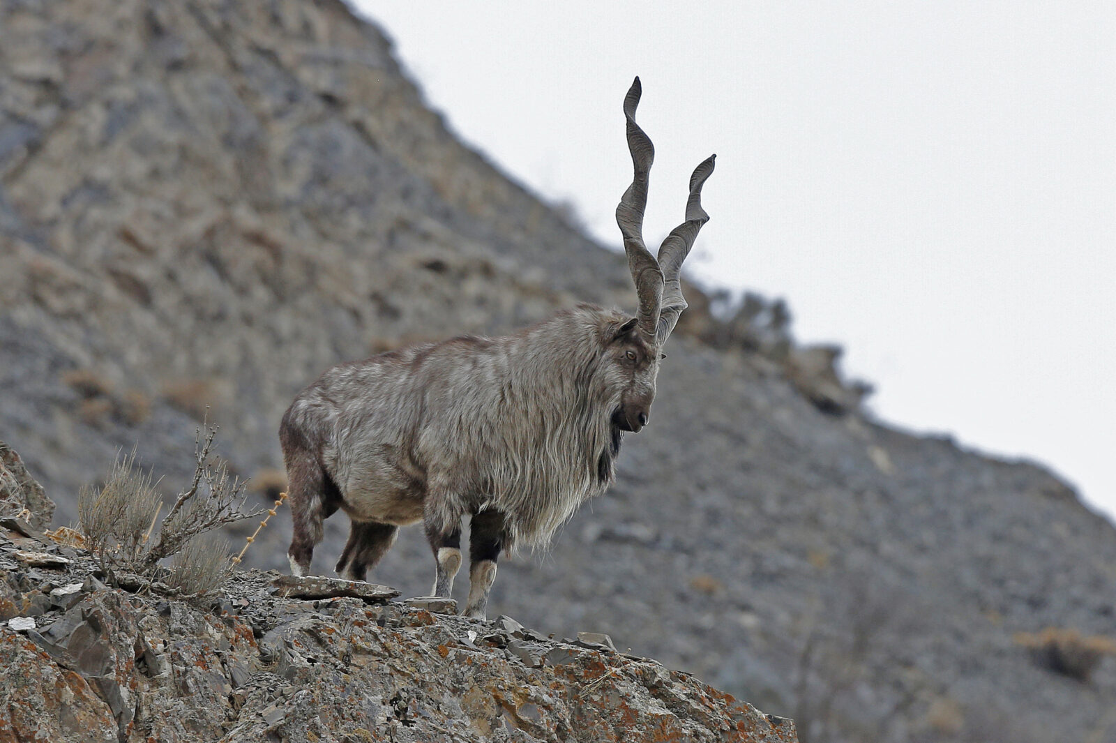 SCIF Remains Engaged In IUCN Activity During World Conservation ...