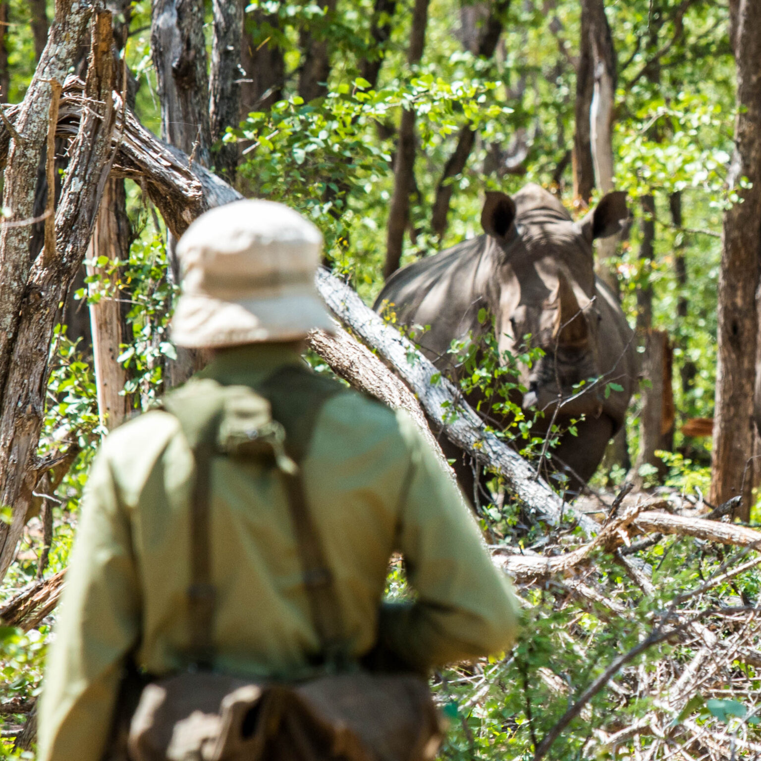 Making A Difference On The Ground - SCIF Anti-Poaching Efforts - Safari ...
