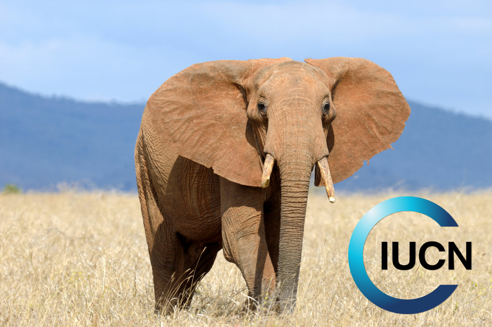 IUCN Says Support for Proven Elephant Management is Critical to Species ...