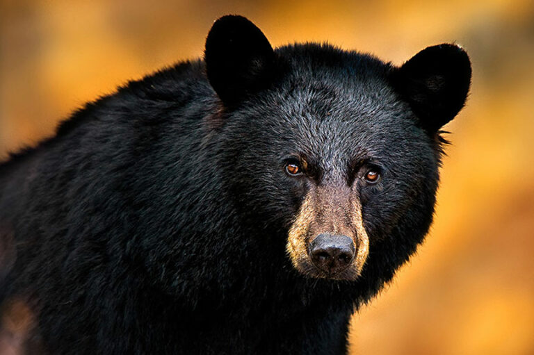 Missouri Announces Historic Black Bear Hunting Season - Safari Club ...