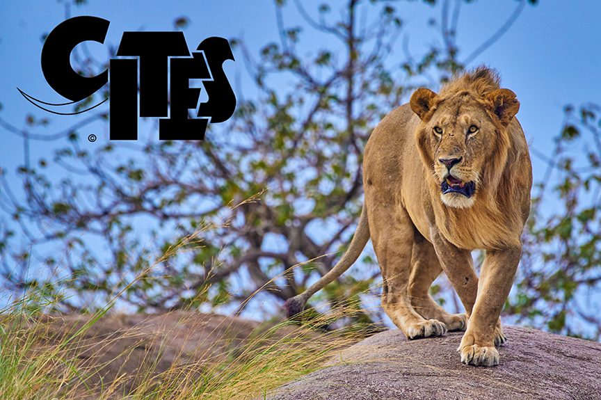 SCIF Makes Official Intervention On CITES 31st Animals Committee ...