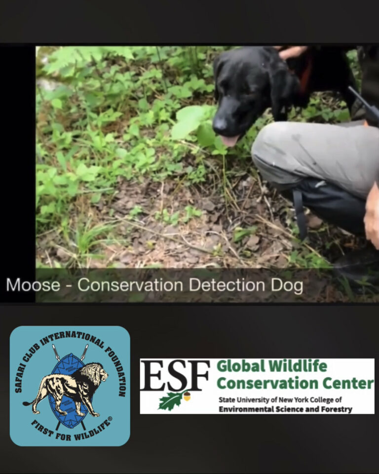 What Are Conservation Detection Dogs? - Safari Club International ...