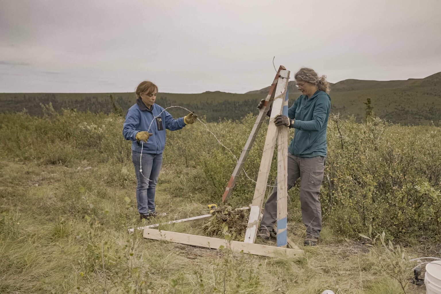 SCIF supports science-based management of grizzly bears in the Yukon ...