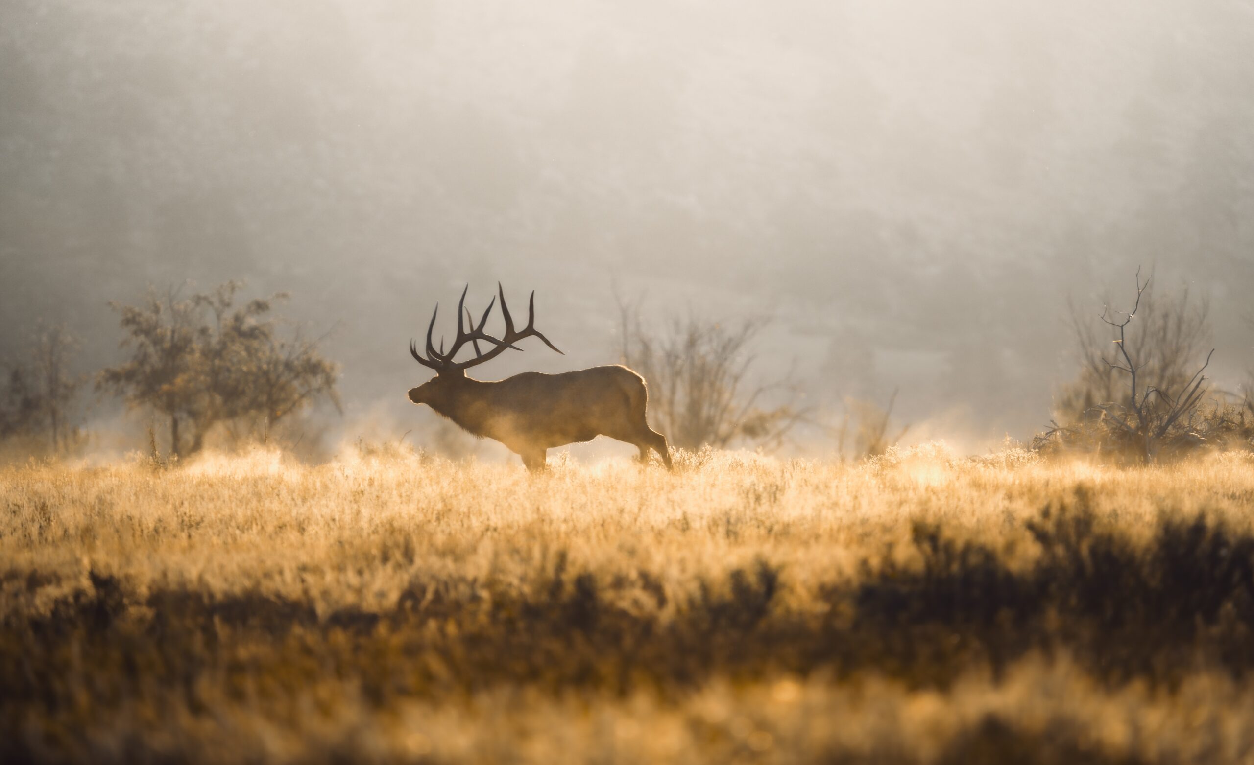 Scientific Publication: Ya Ha Tinda Elk, Alberta, Canada - Safari Club ...