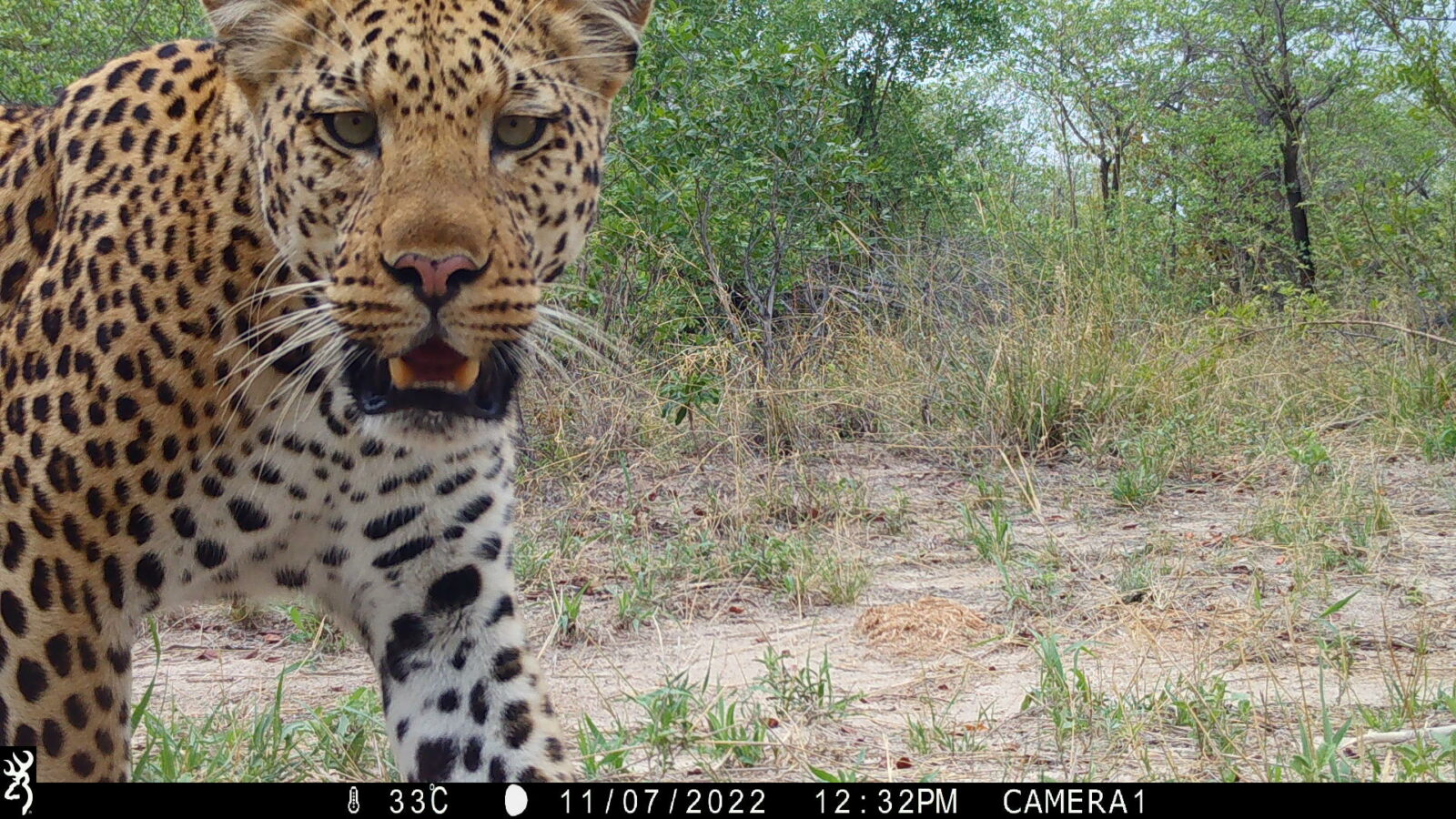 Significant Progress in Leopard Conservation Project - Safari Club ...